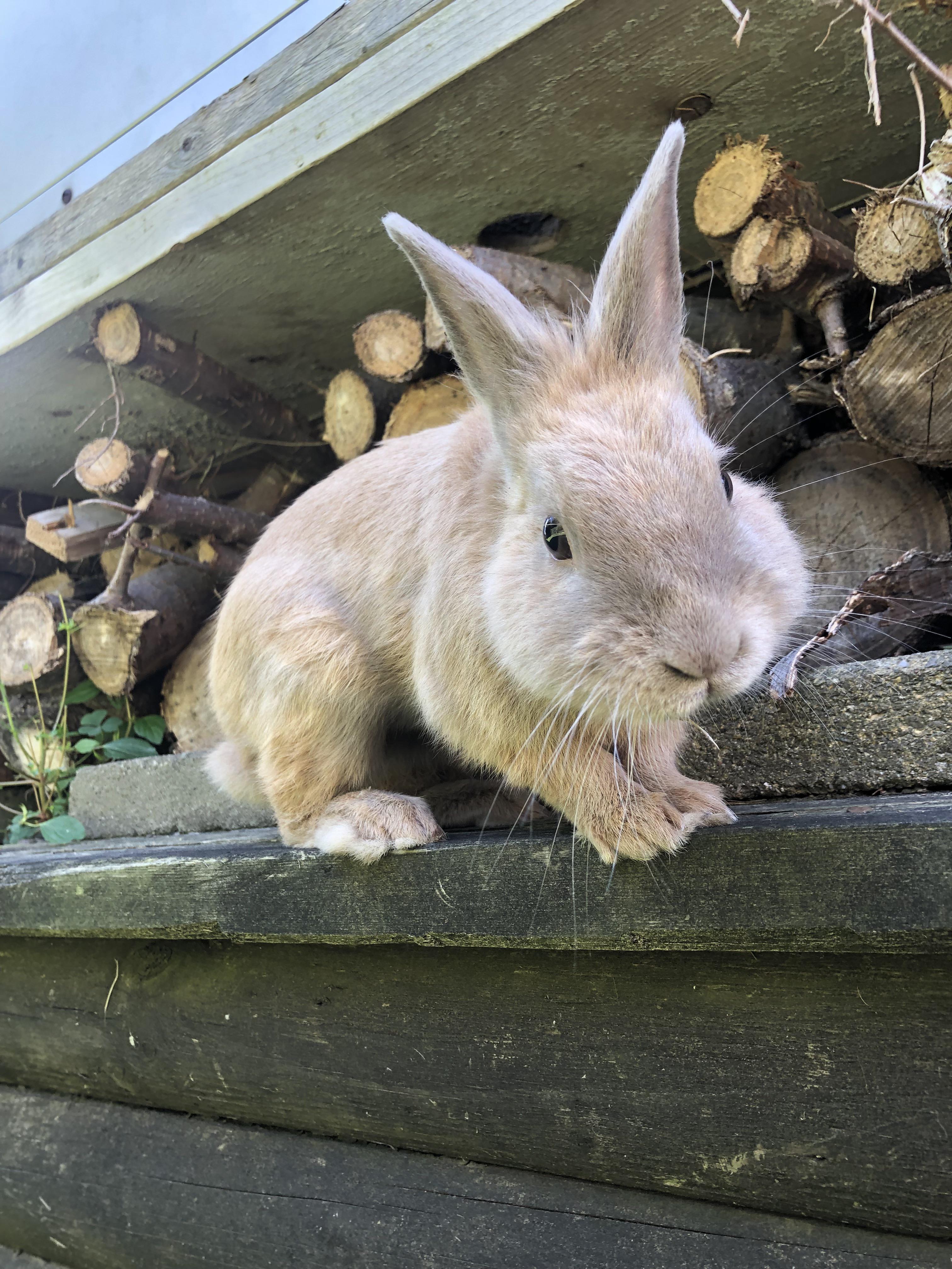 Help identifying rabbit breed! | Scrolller