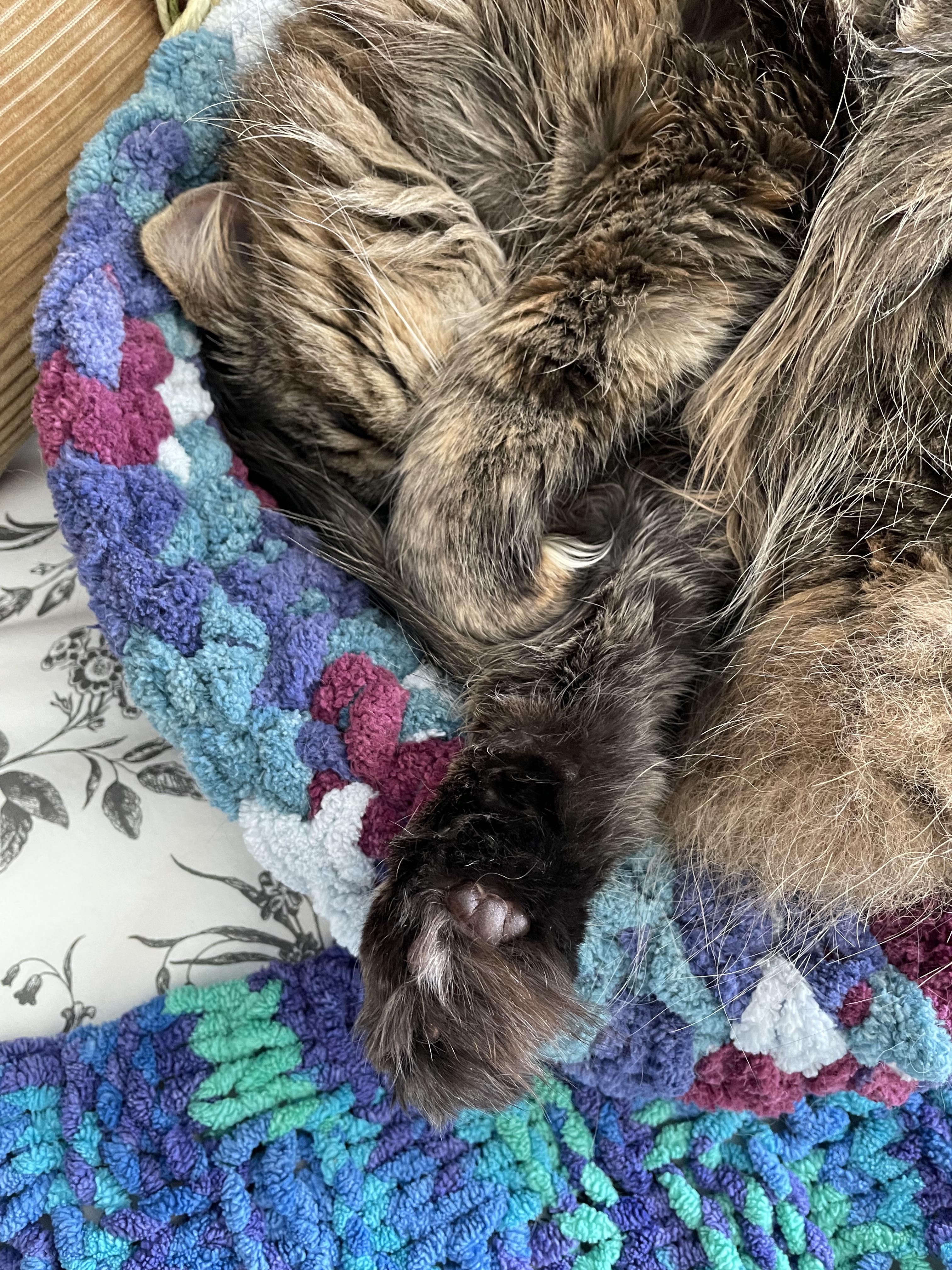 Behold: the very feathery beans | Scrolller