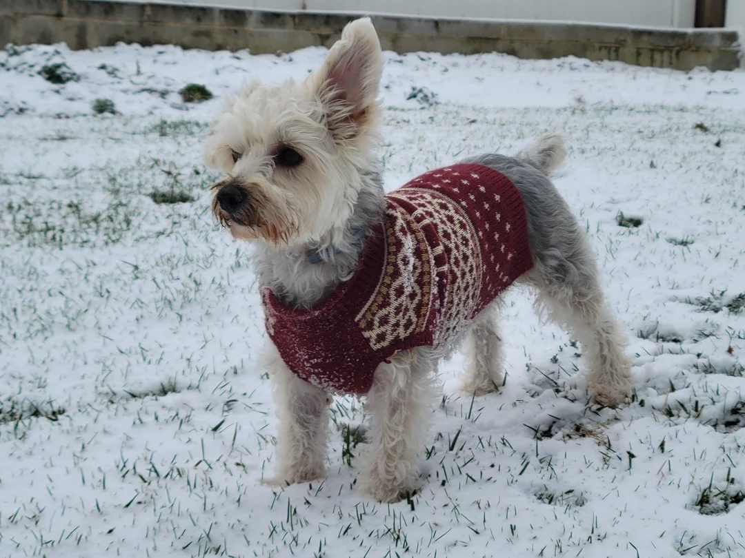 Anyone else have a "one-up, one-down" dog? | Scrolller