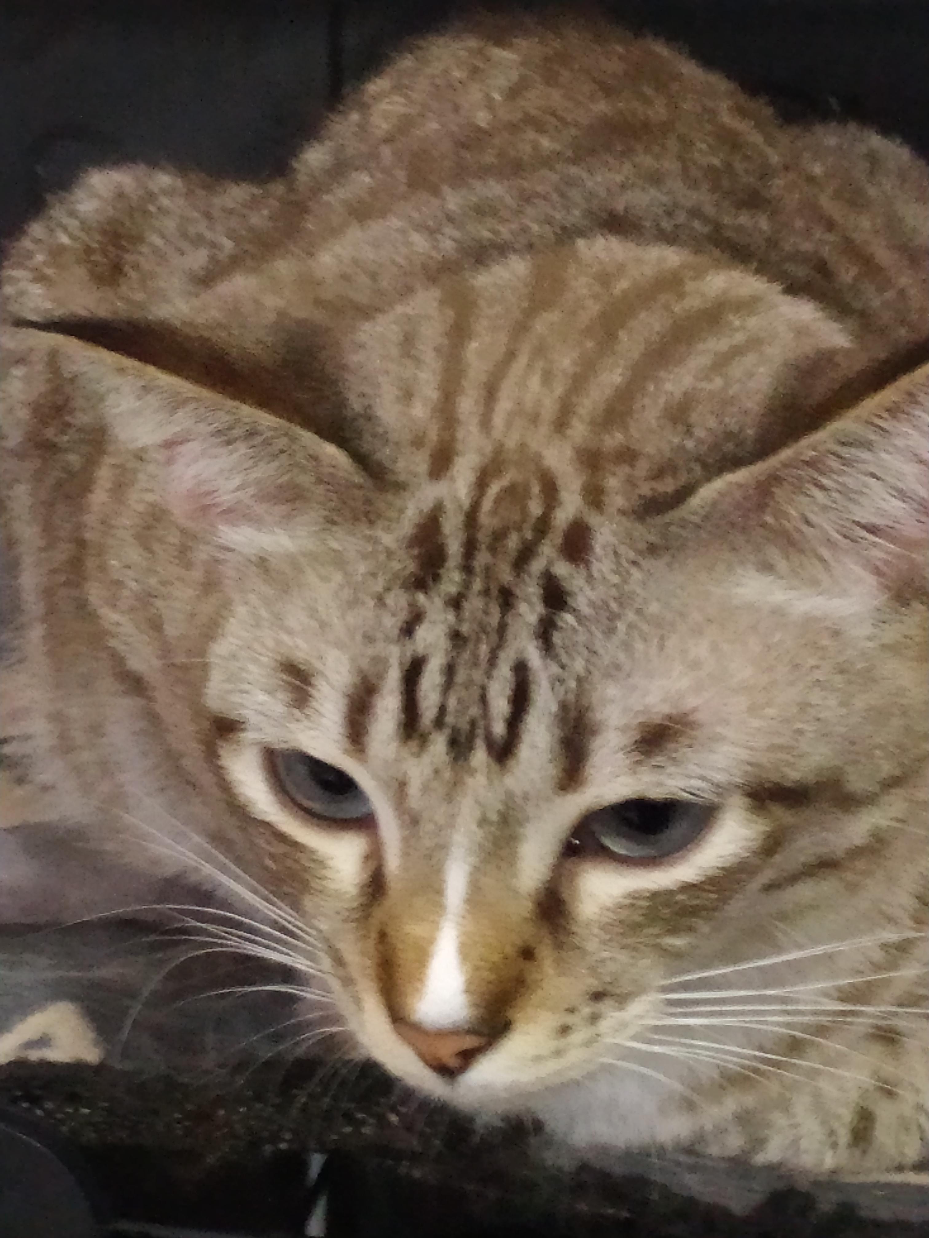 Cotton is depressed :( | Scrolller