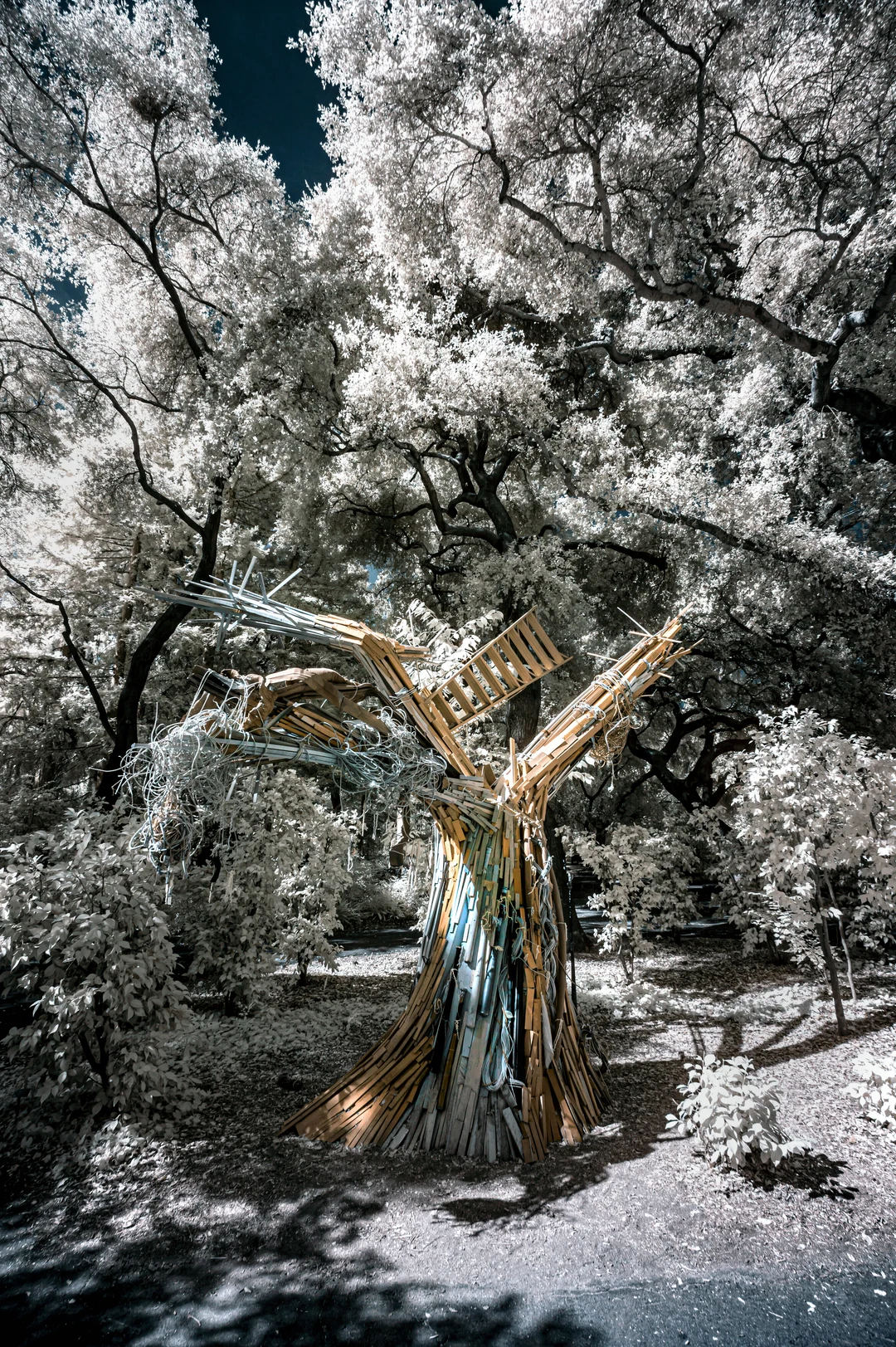 Forest Sculpture | Scrolller