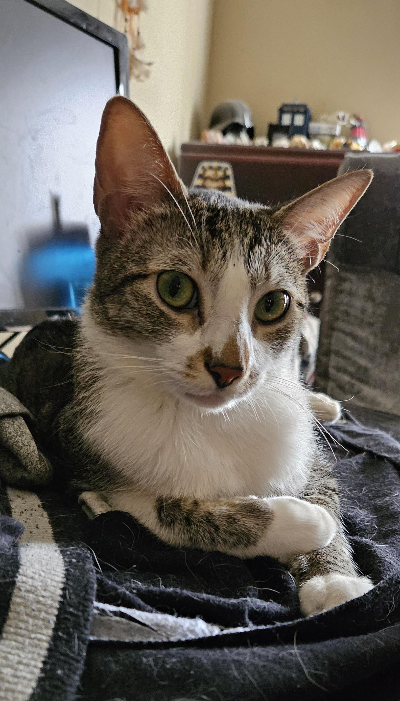 Striking a Pose While Guarding the PC | Scrolller