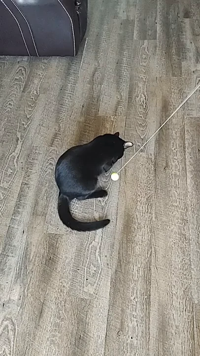 Catfishing today. | Scrolller