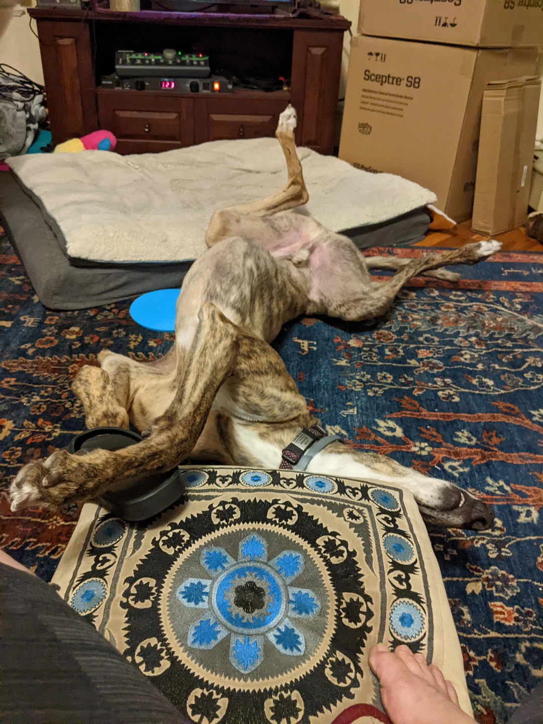 How is this even comfortable? | Scrolller