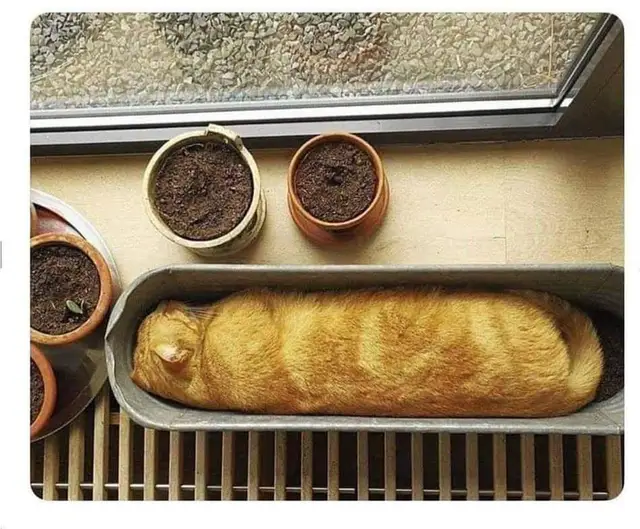 Forbidden bread | Scrolller