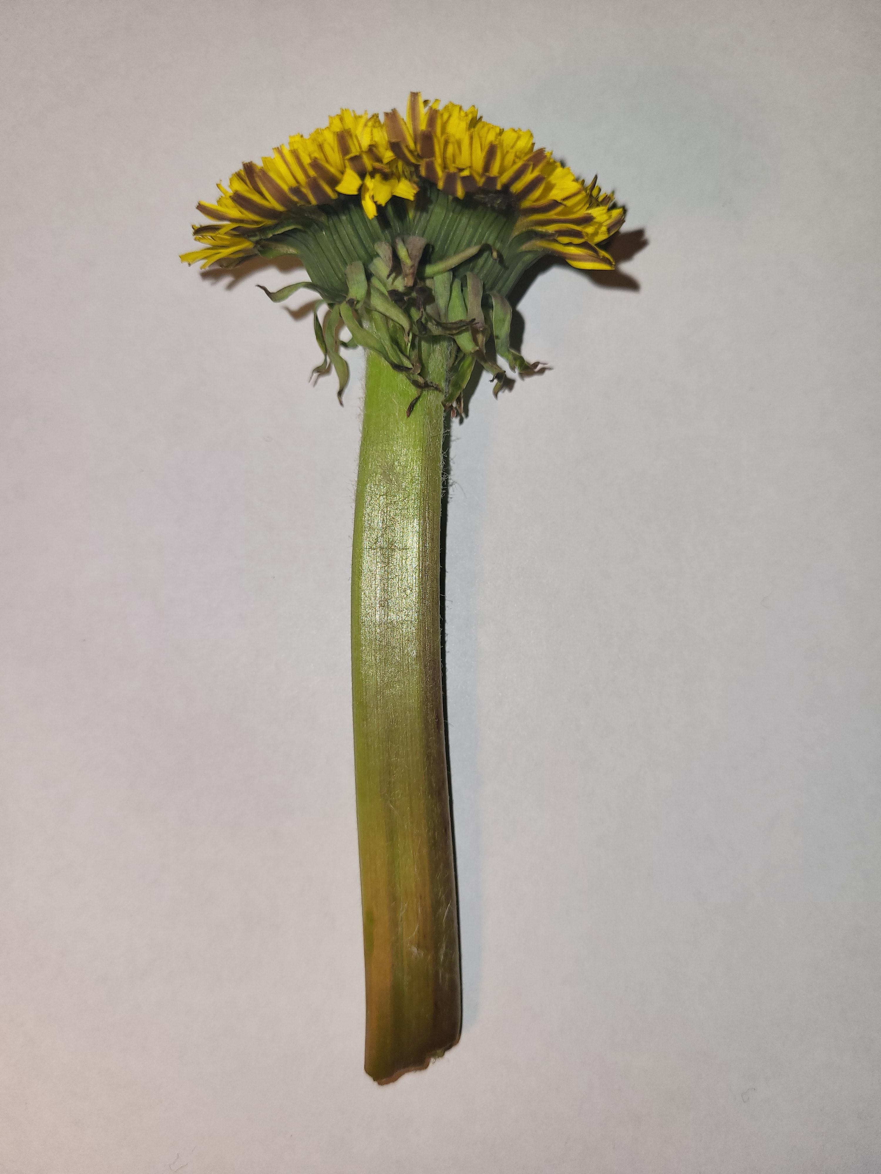 Conjoined dandelions | Scrolller