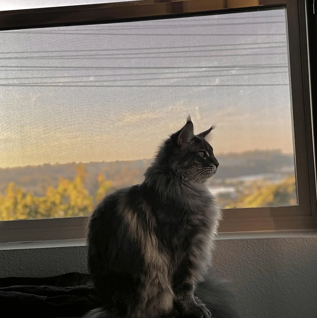 Window Shopping | Scrolller