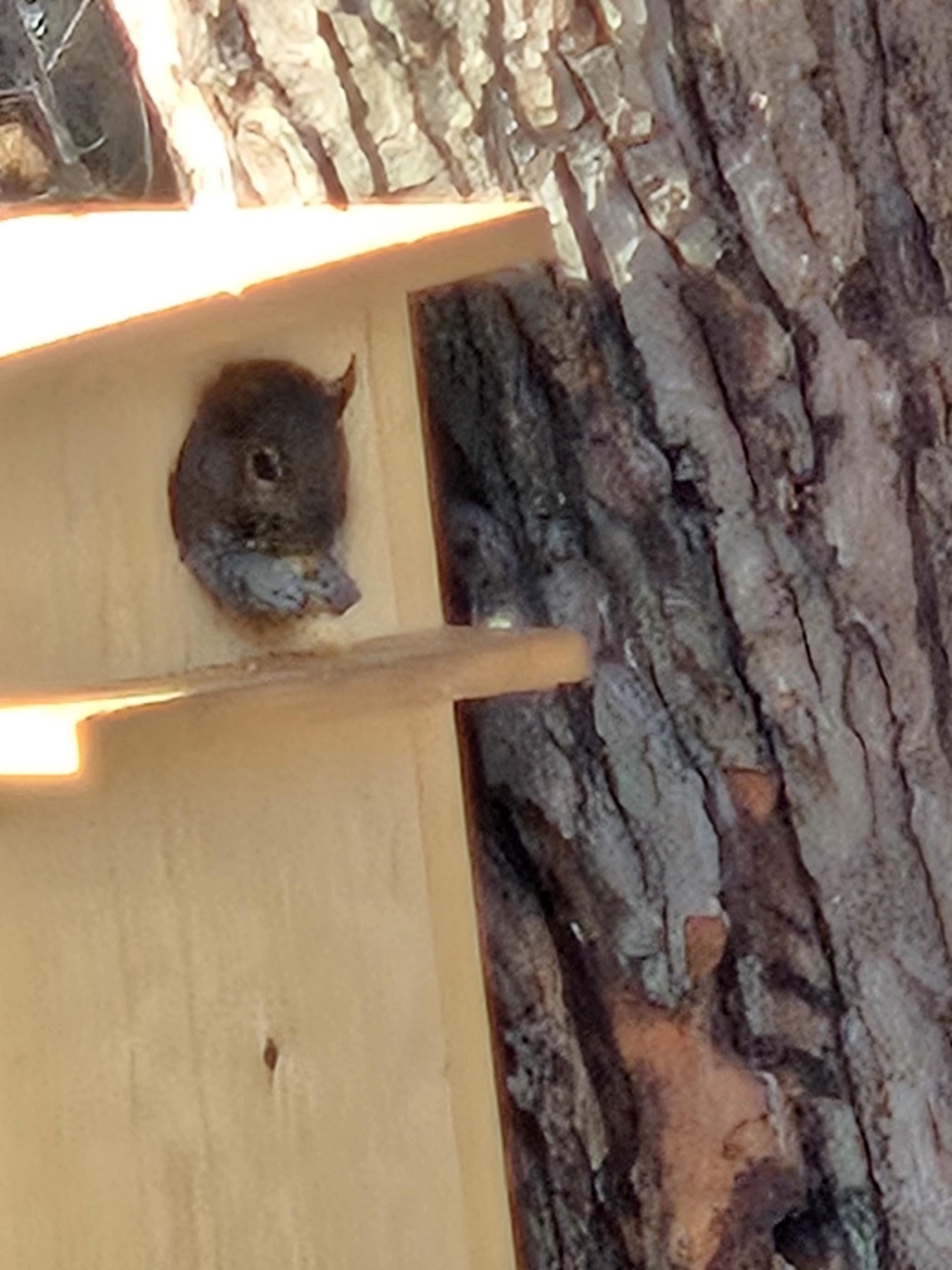 Clean squirrel | Scrolller