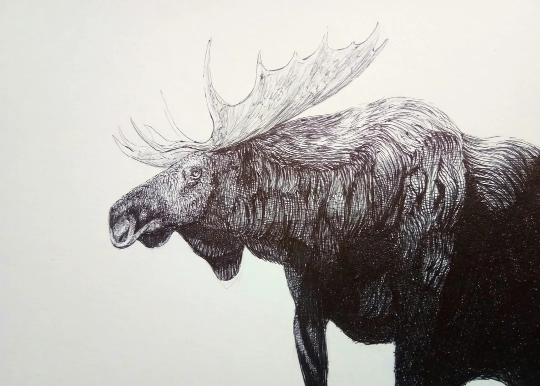 Moose, art by me, pen and ink, 2022. | Scrolller