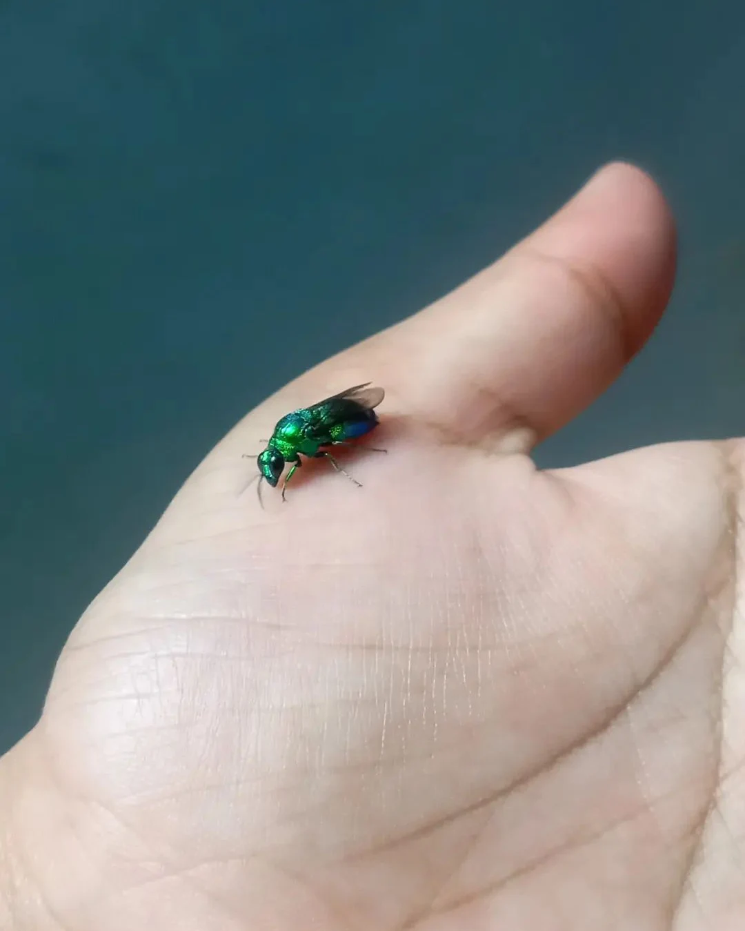 What is this pretty insect | Scrolller