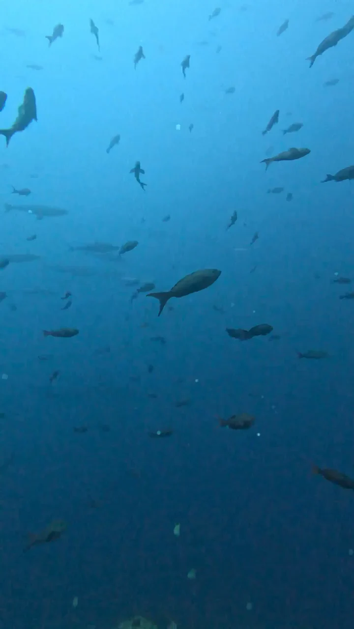 Shark identification? | Scrolller