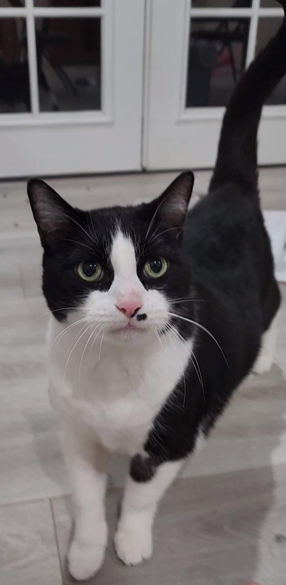 Clyde rocking his half-hitler marking | Scrolller