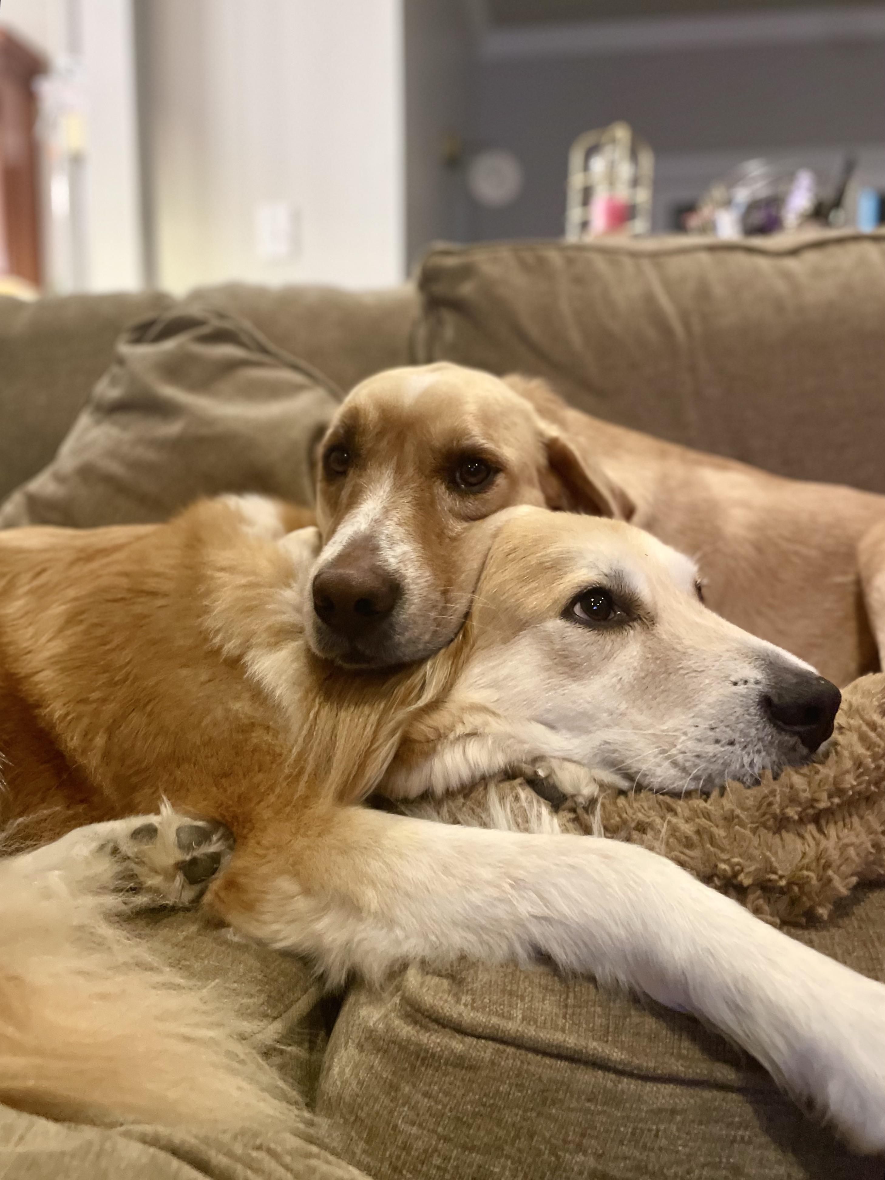 Our new rescue pup is smitten with our older girl 🥹 | Scrolller