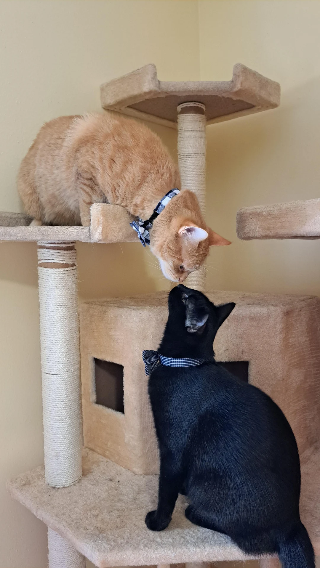 Malcolm & River nose boops | Scrolller