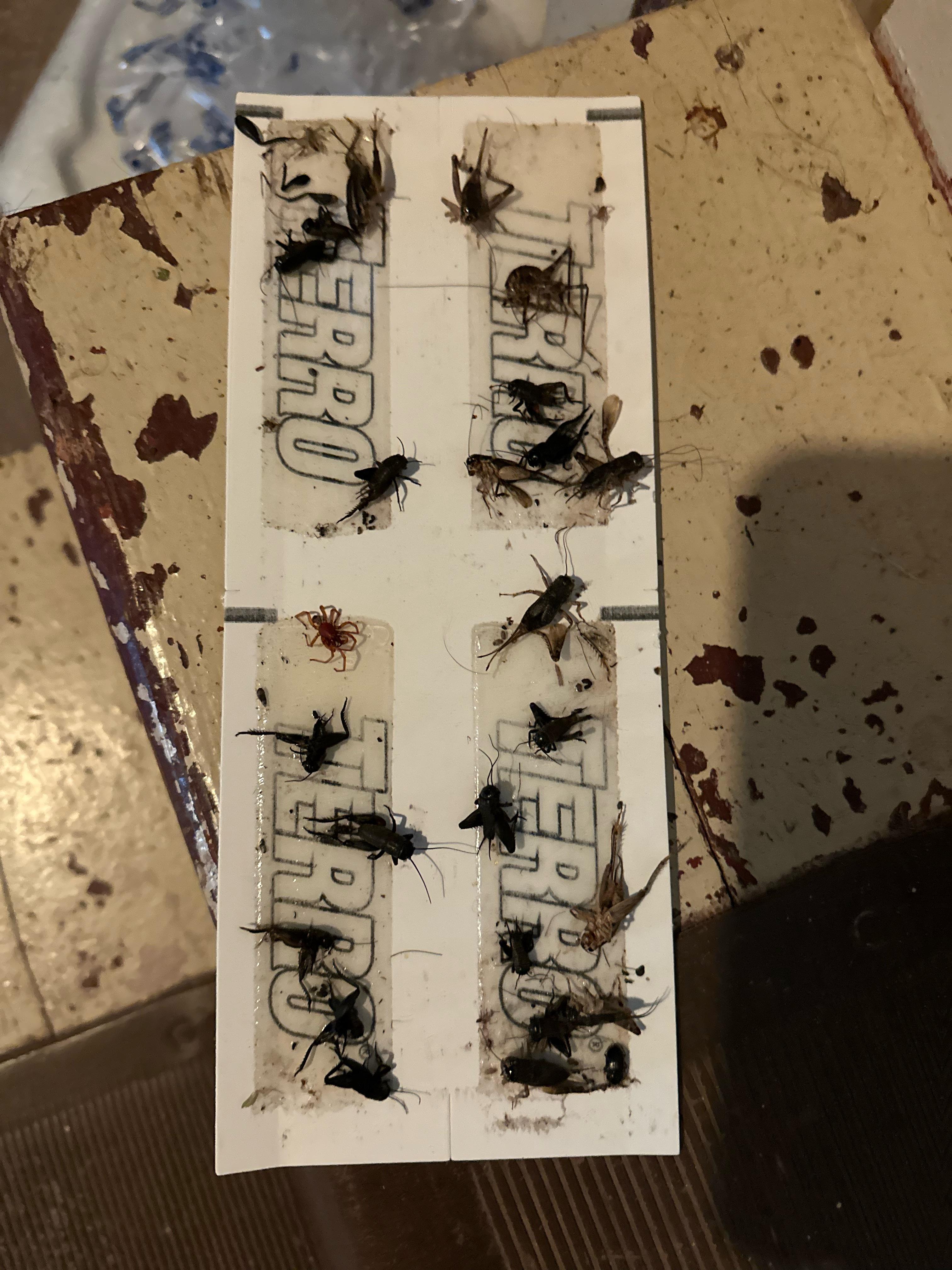 What’s living in my basement ? | Scrolller