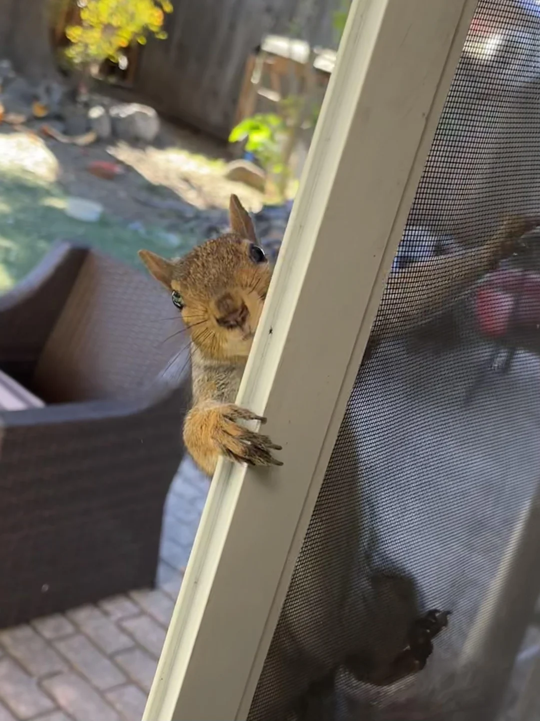 Macaroni | Scrolller