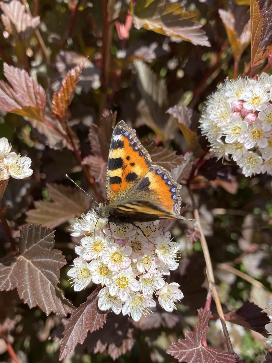 Butterfly | Scrolller