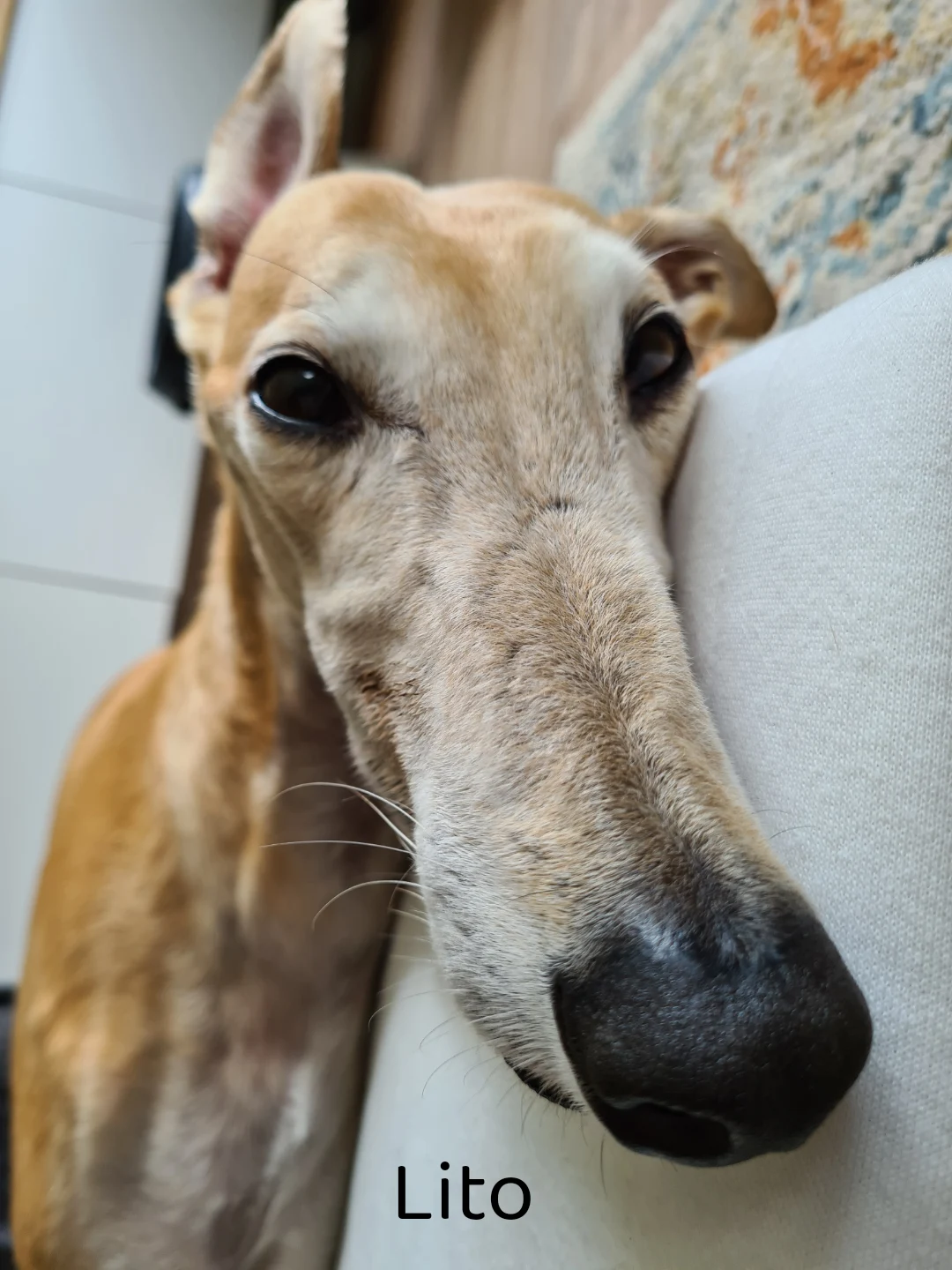 Hi from longnose Lito | Scrolller