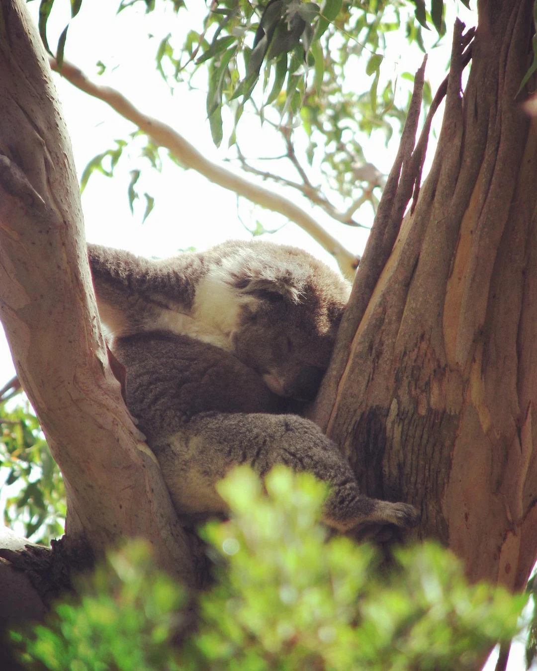 Cute Koala Napping | Scrolller