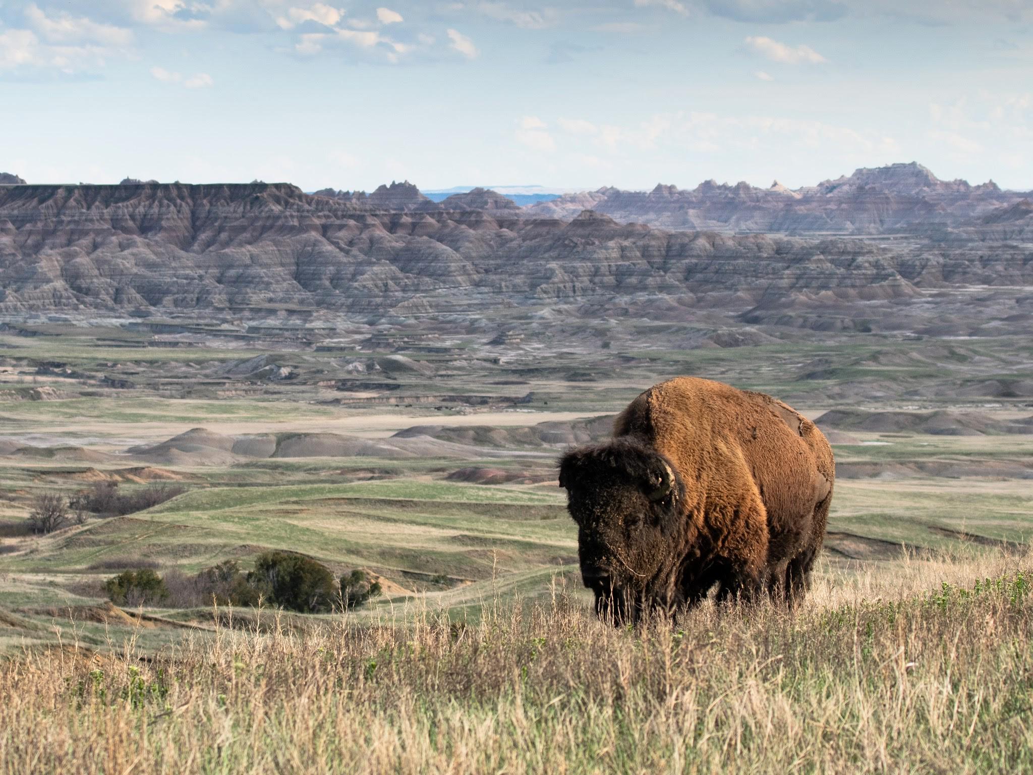 American Bison, Badlands National Park | Scrolller