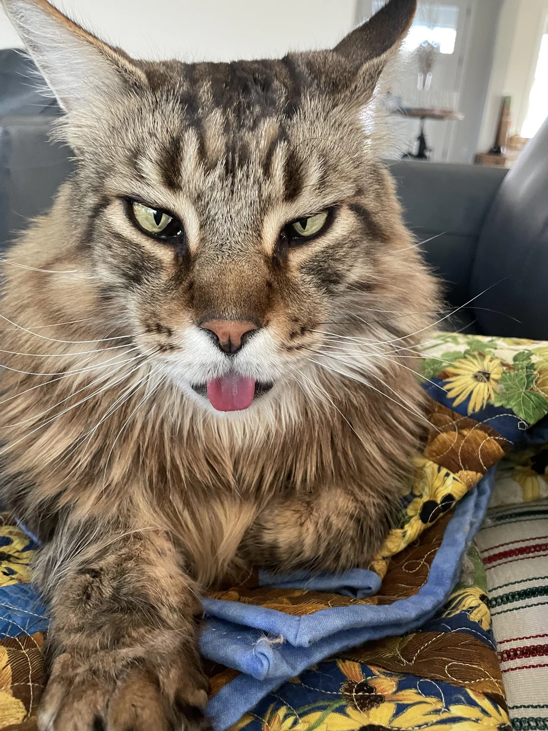 Emmett the Special | Scrolller