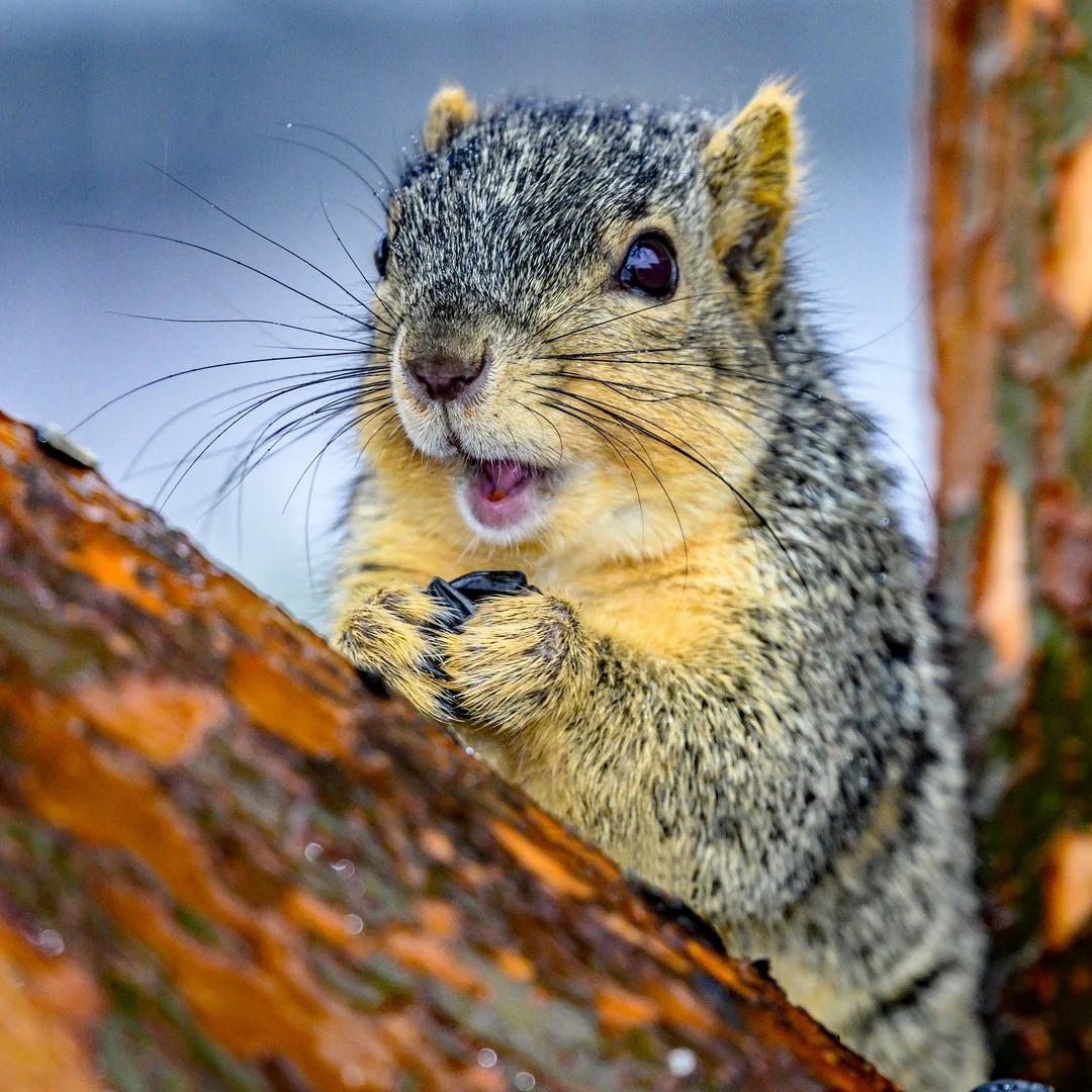 Rain Squirrel | Scrolller