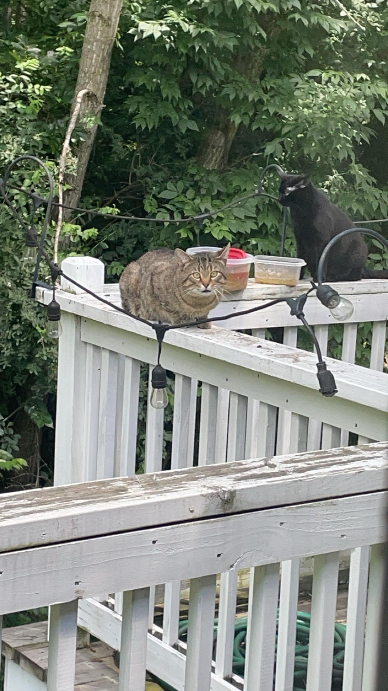 Stray cats on my porch | Scrolller