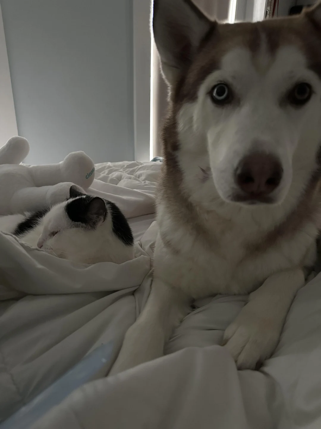 The cat never lets the dog get this close. I think butters (husky) is a little nervous lol ...