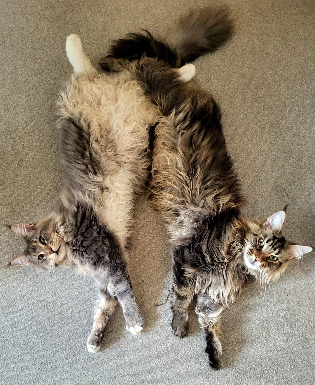 Pluto and Cosmo | Scrolller