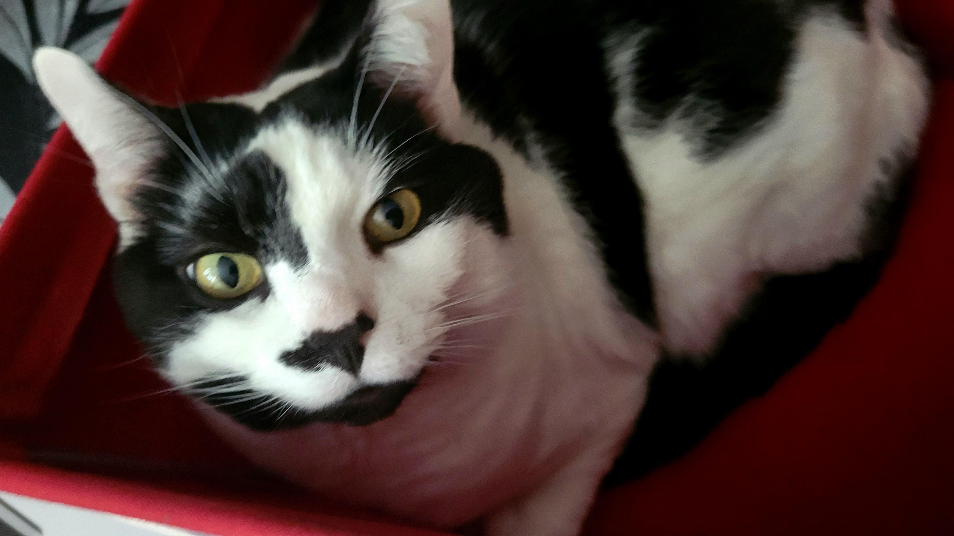 Good morning Mr Jinx | Scrolller