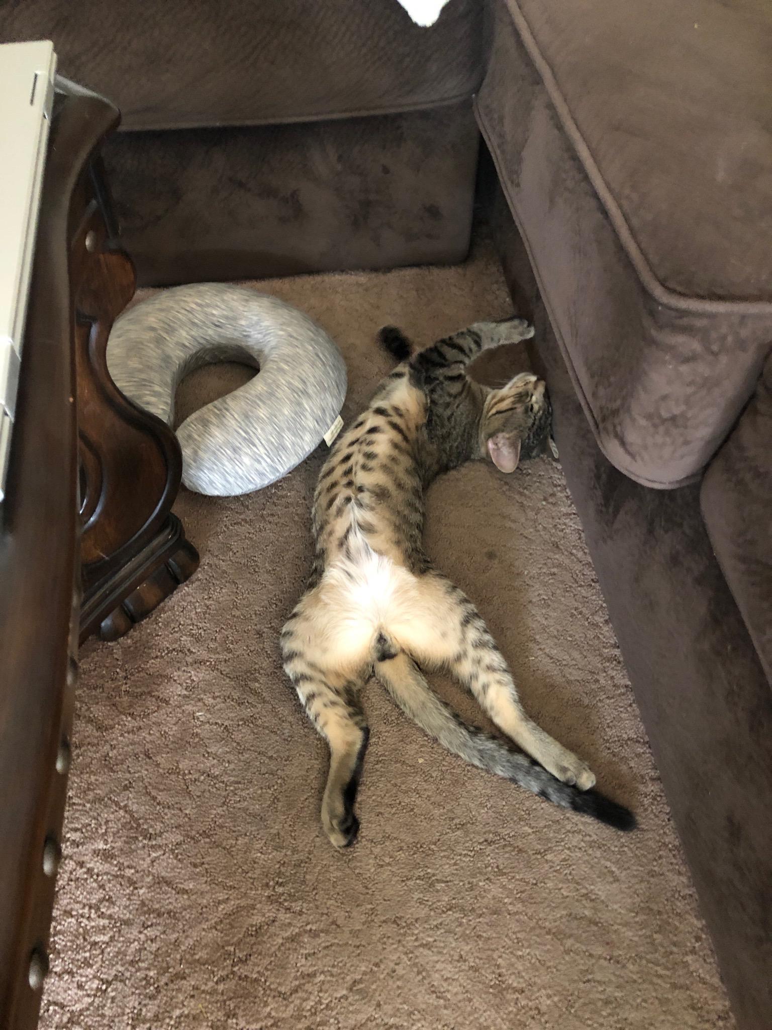 Come on baby, let's do the twist | Scrolller