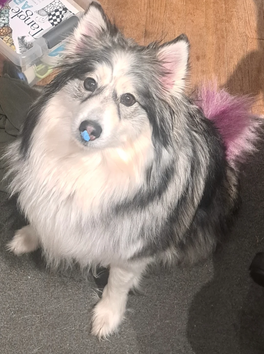 Shylah, you have a little something there.. | Scrolller