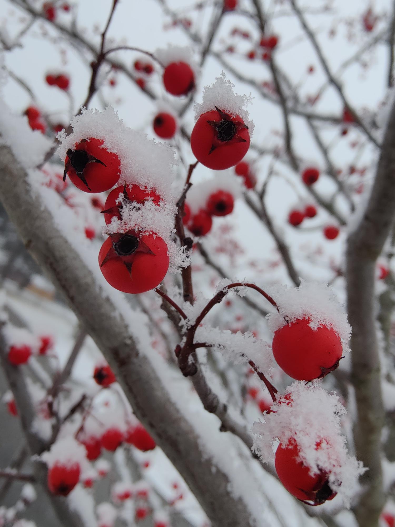 Winter berries (OC) | Scrolller