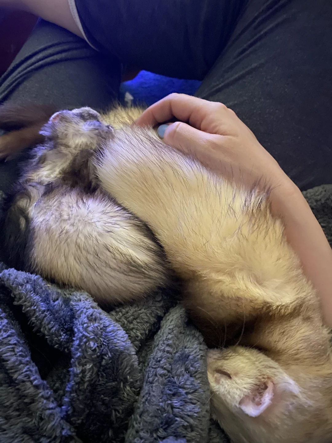 I’ve finally been invited into the ferret pile | Scrolller