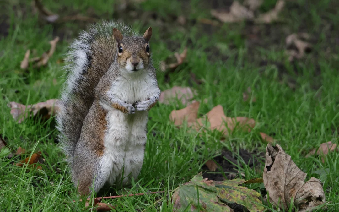 Happy Autumn Squirrel | Scrolller
