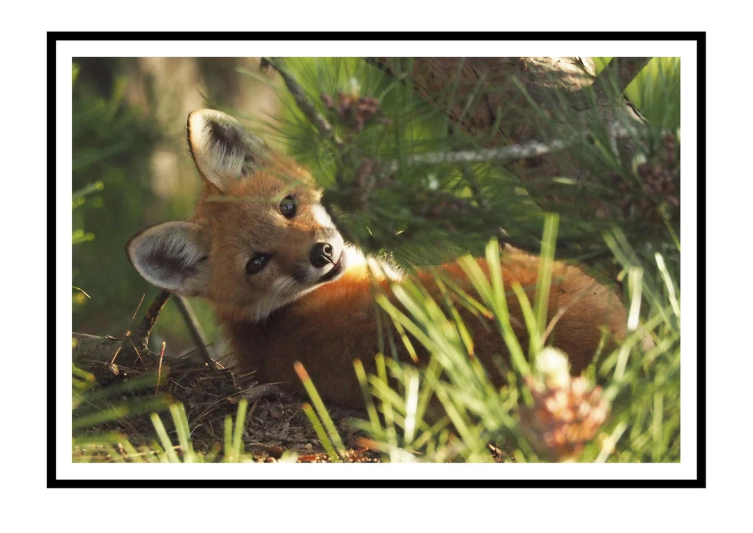 Fox among the pines in Wisconsin, showing no fear | Scrolller