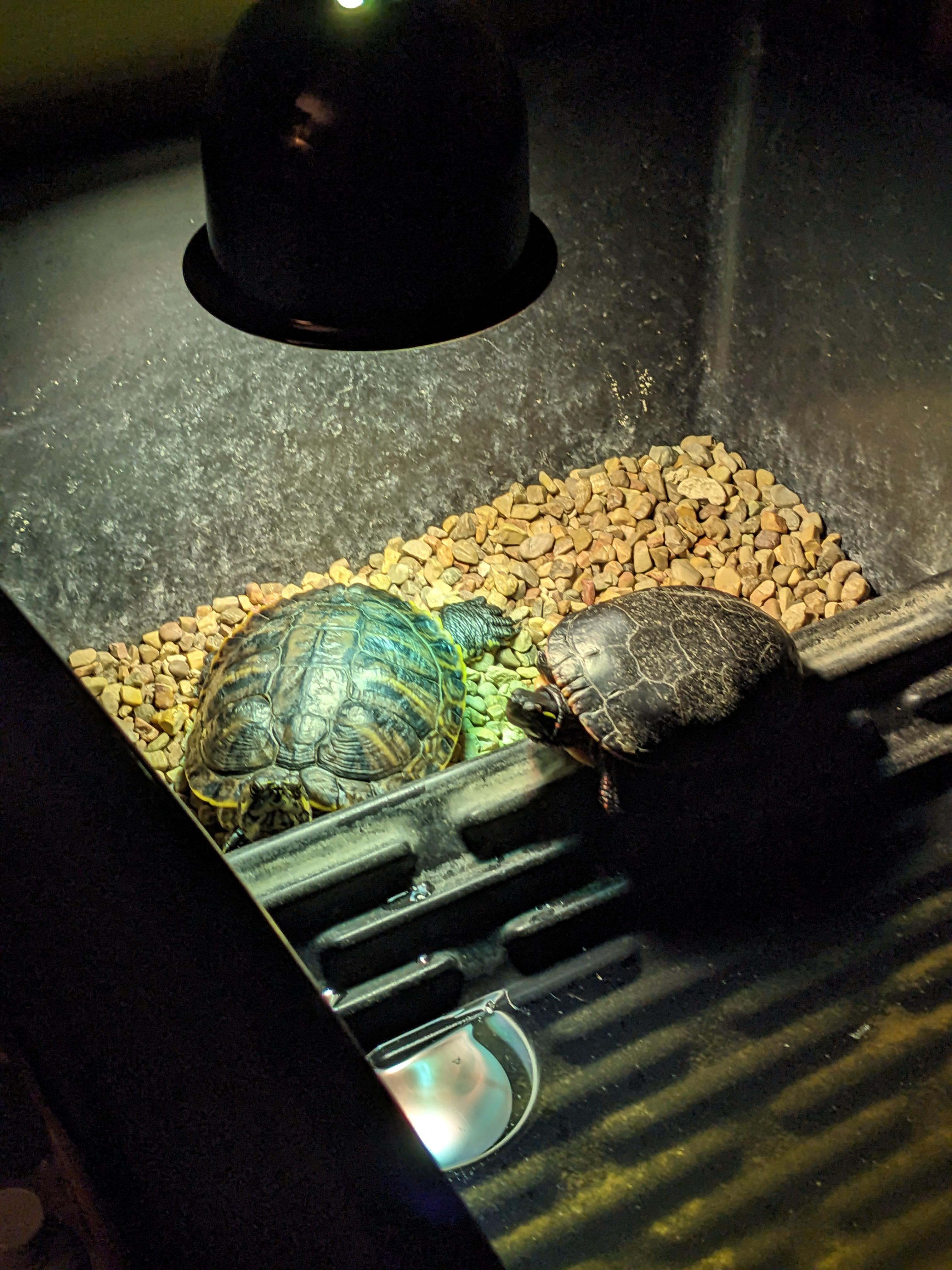 TURTLES!!! (OC) | Scrolller