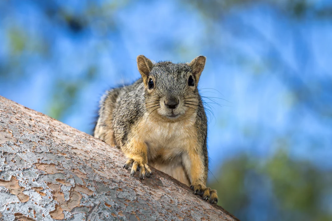 Mother Squirrel | Scrolller