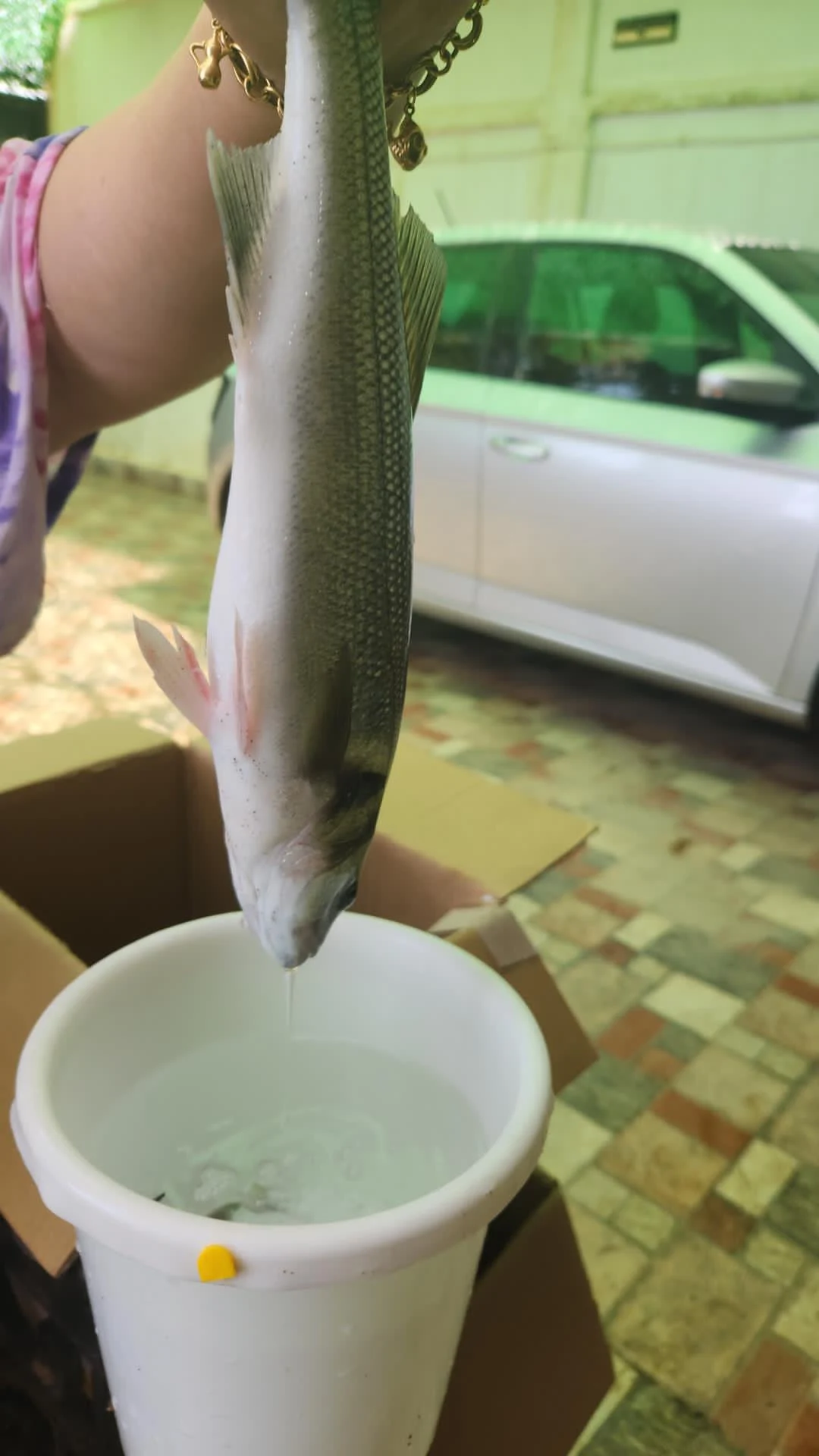 Caught this fish in the mediterranean sea Algeria,ID? | Scrolller