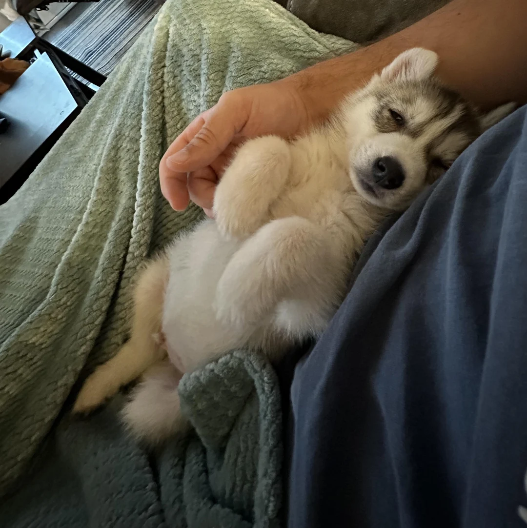 My 8 week old Husky, Ghost! | Scrolller
