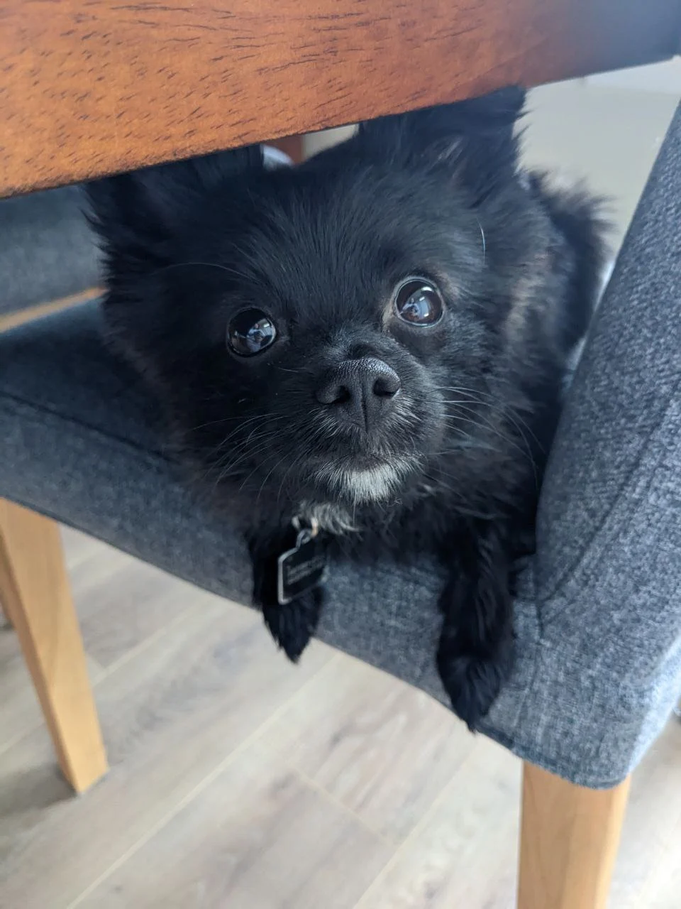 When you don't give Copilot your food he jumps up on a chair and whines ...