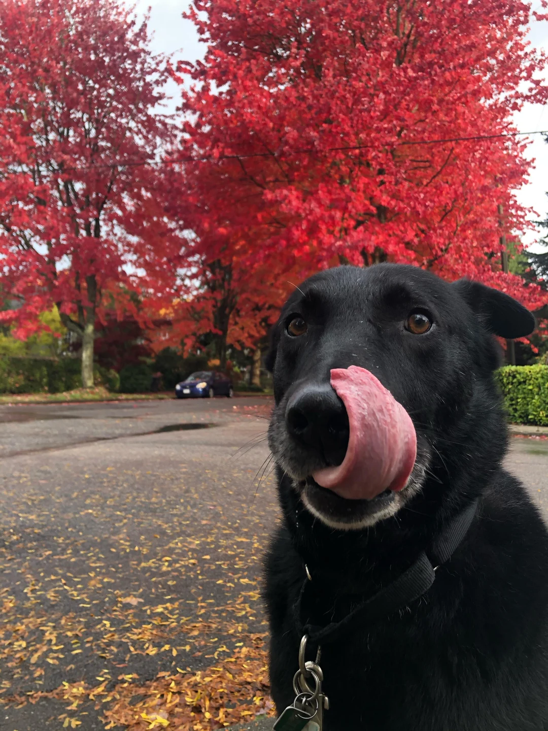 Scout in the fall | Scrolller