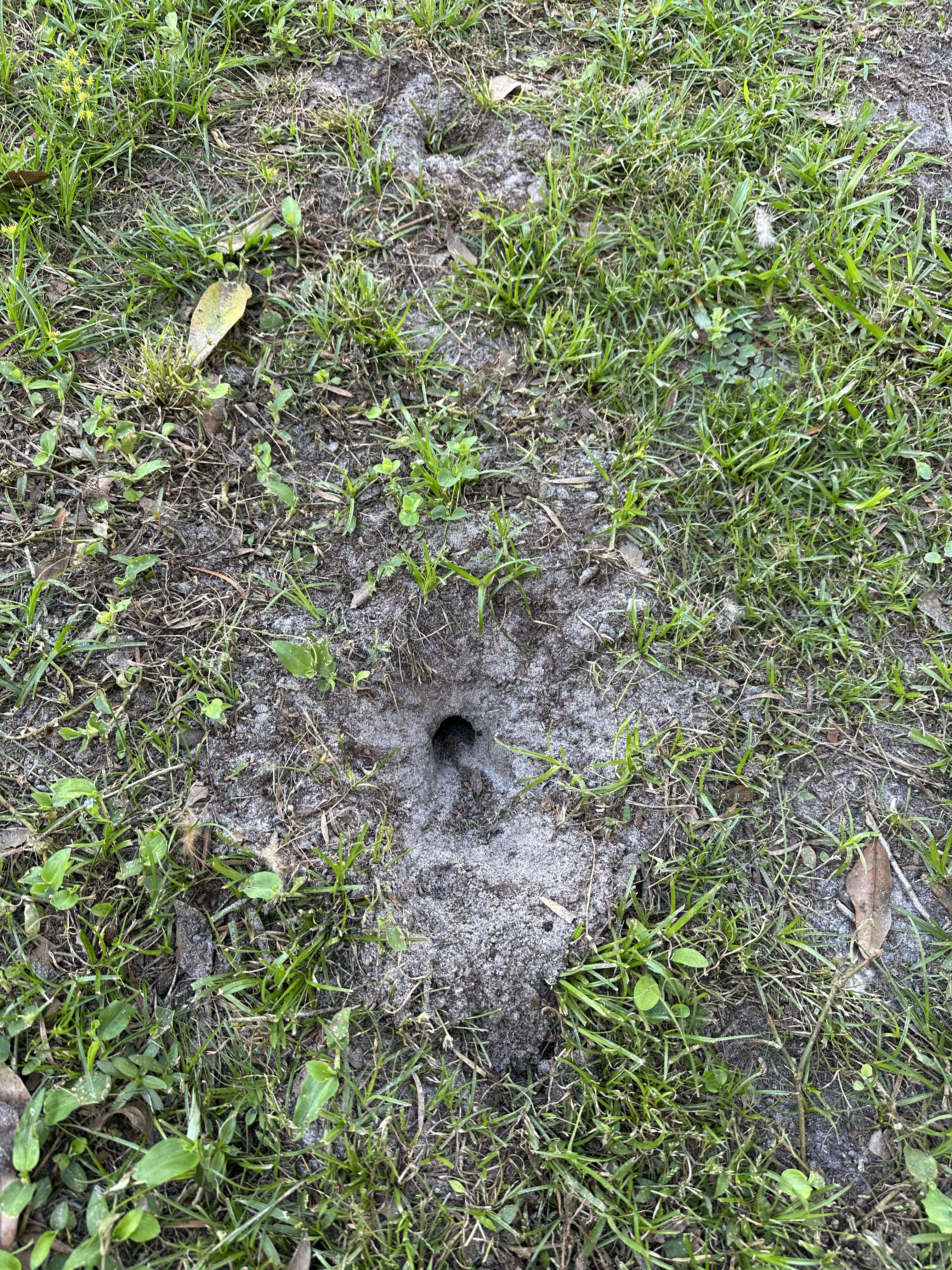 My backyard | Scrolller