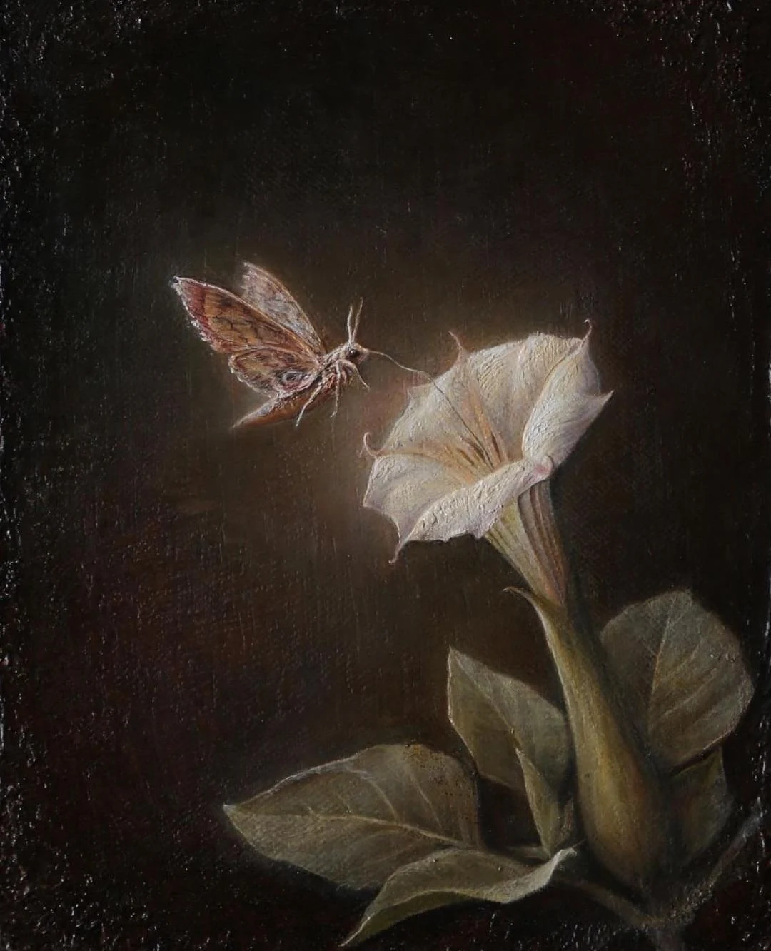 Moth and Datura, Oil on Hemp, Luke Hillestad, 2023. | Scrolller