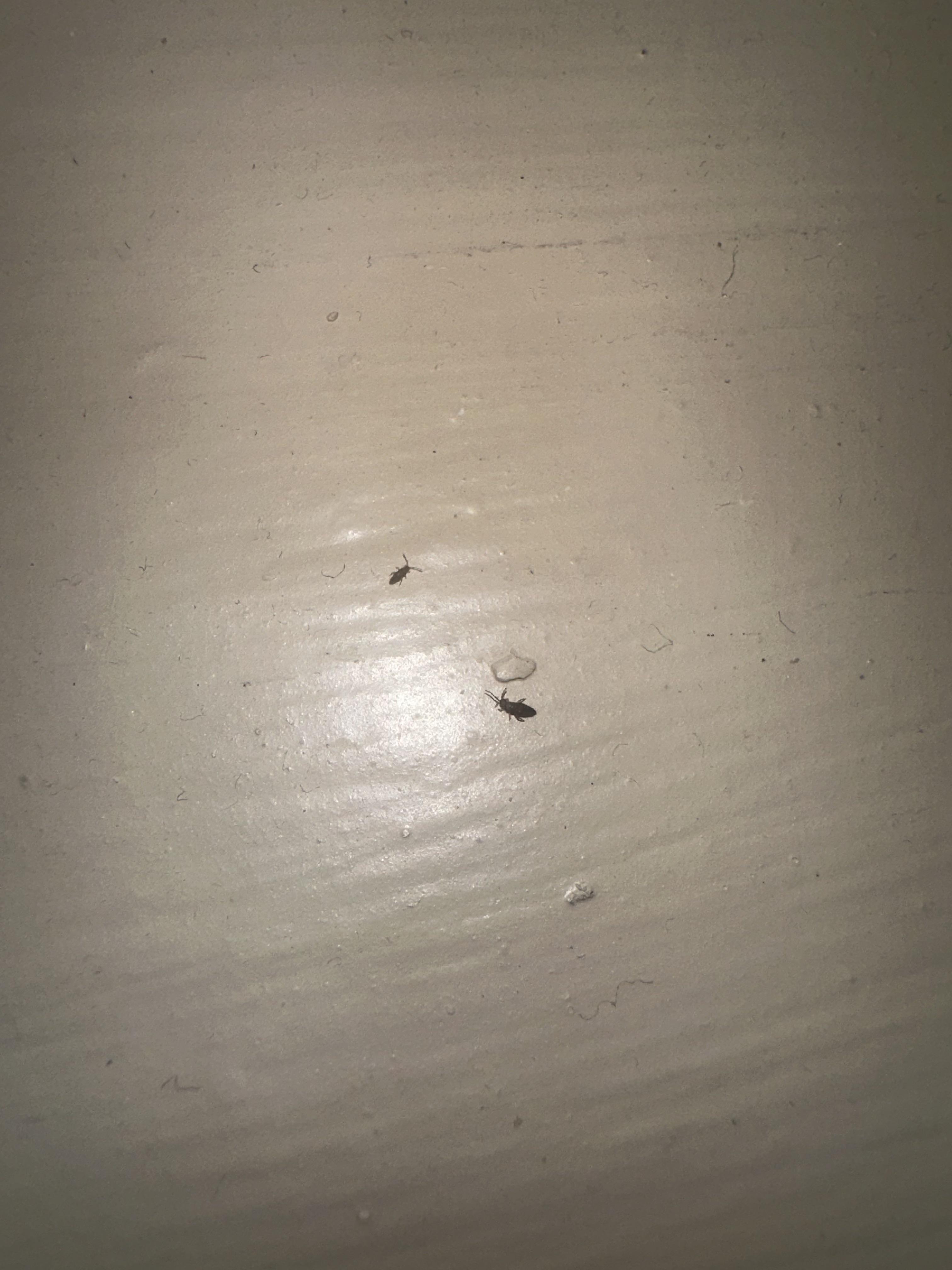 What are these bugs crawling on my window sill? | Scrolller