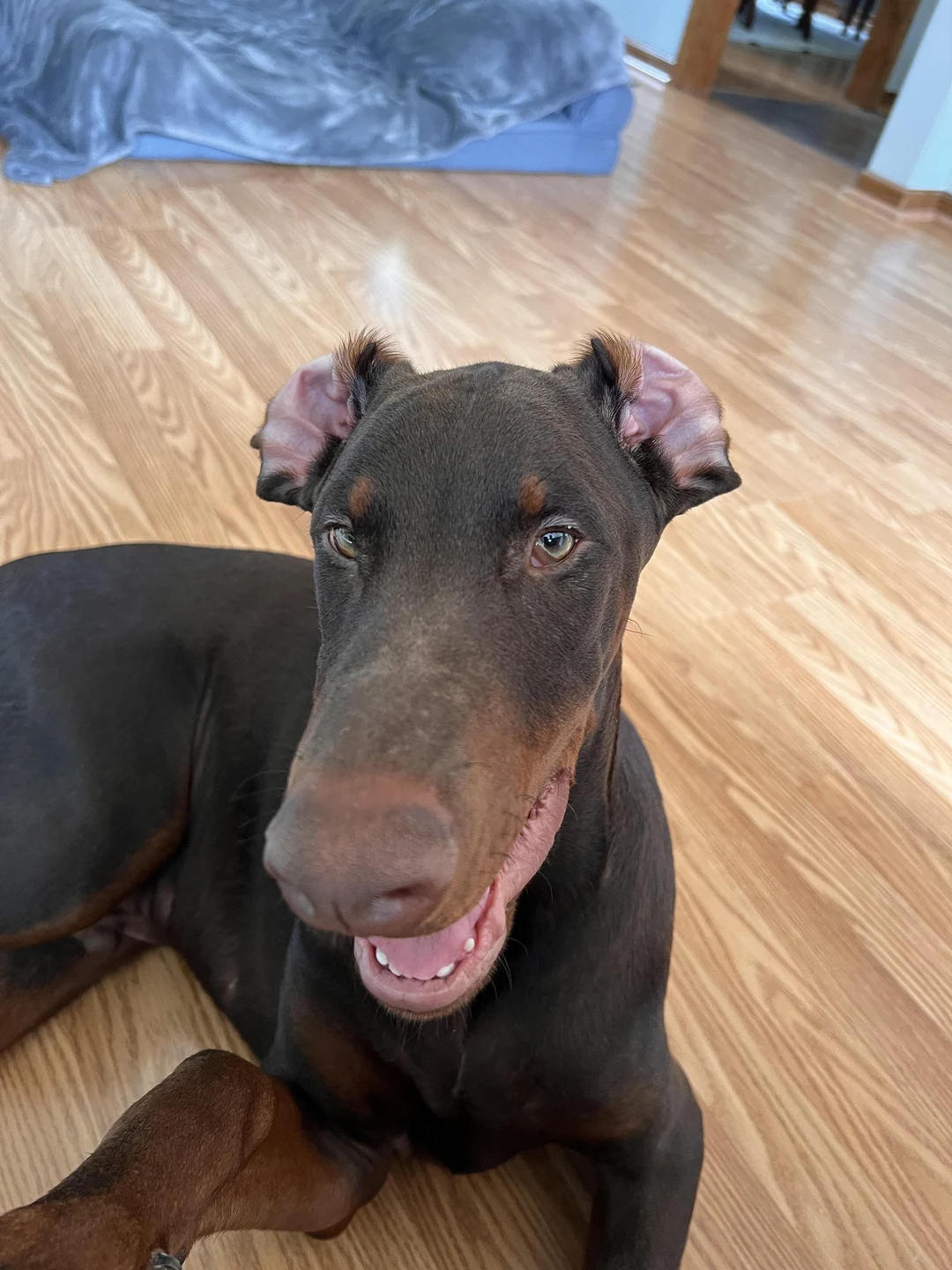 Our Doberman has floppy ears that constantly turn inside out… | Scrolller