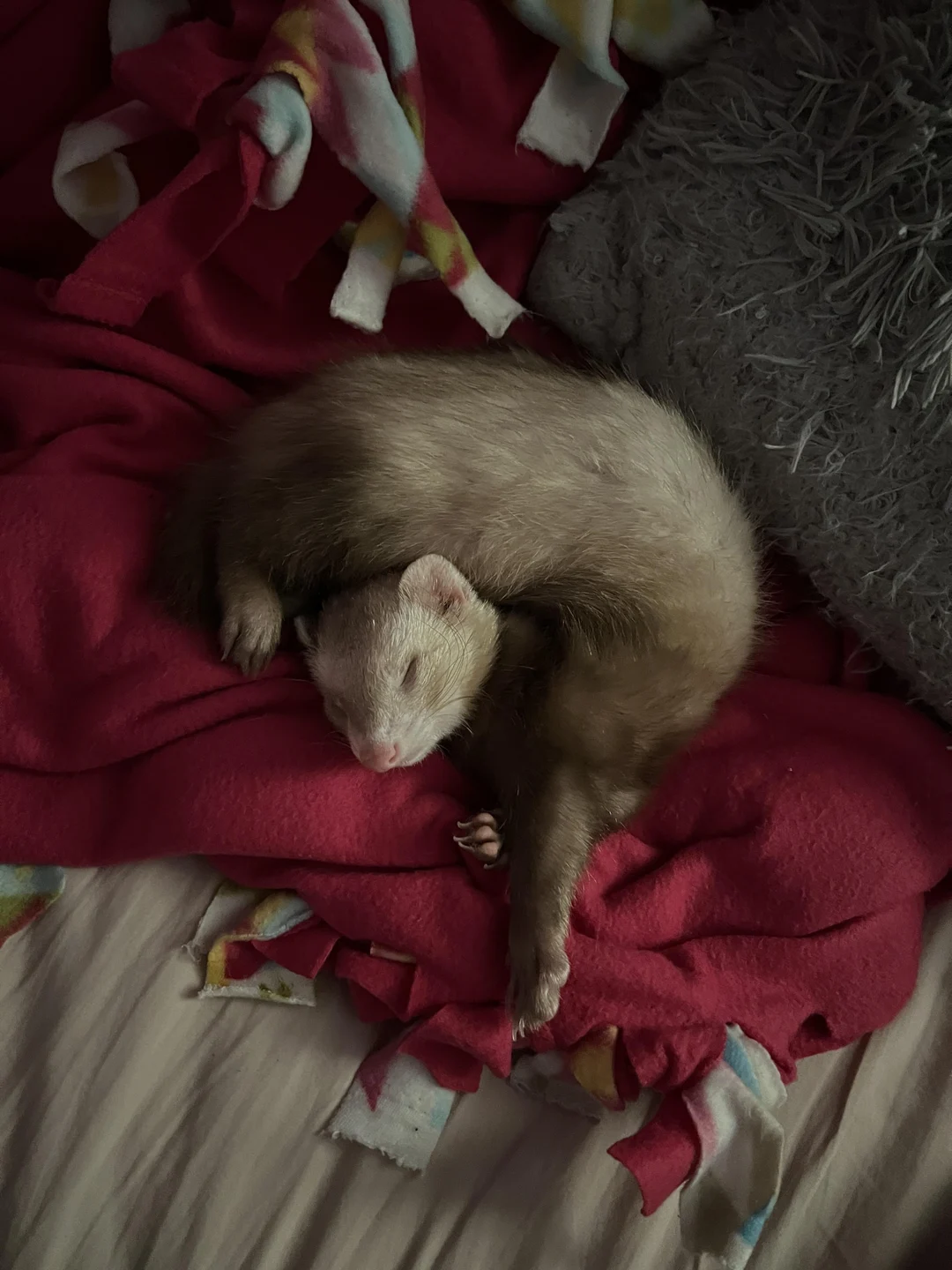 Never seen a ferret sleep like this until now… | Scrolller