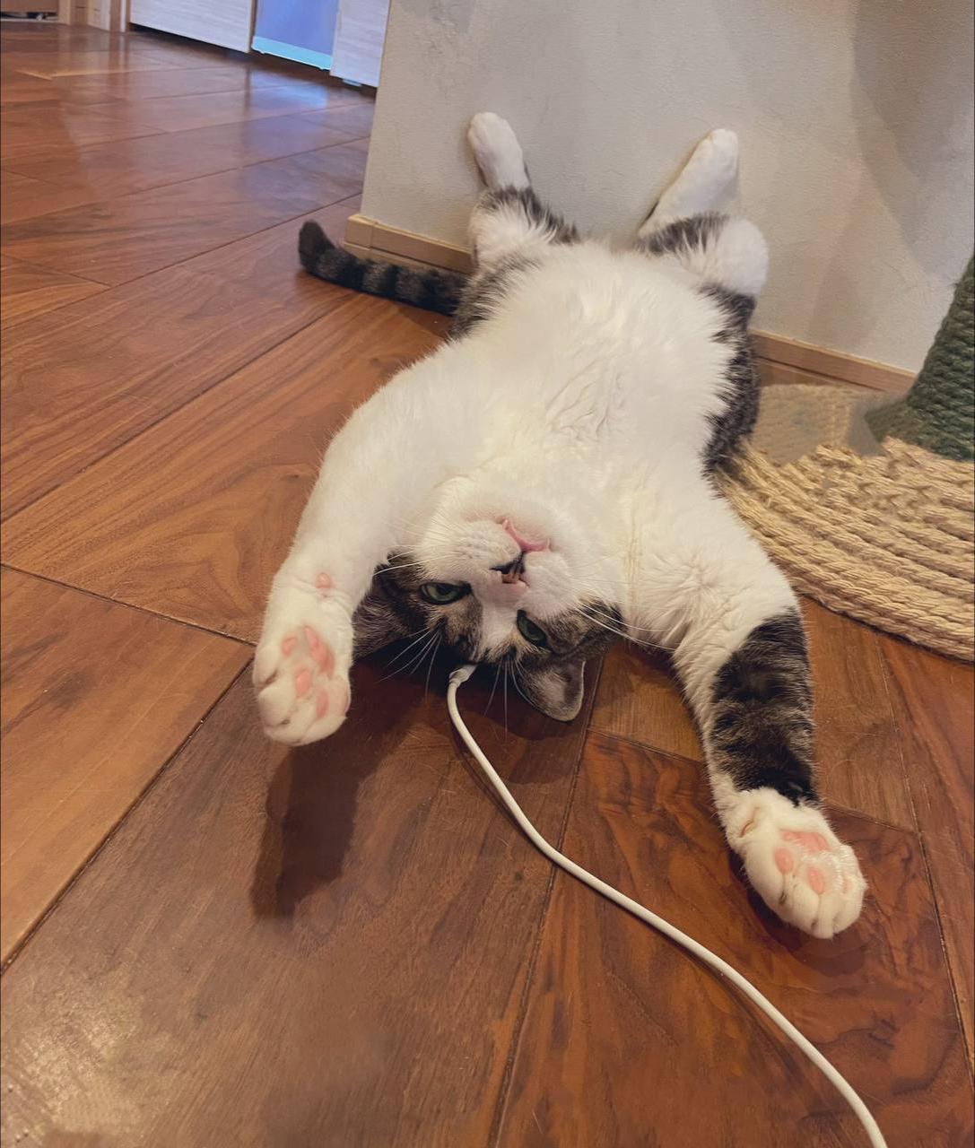 (OC) Charging 😺 | Scrolller