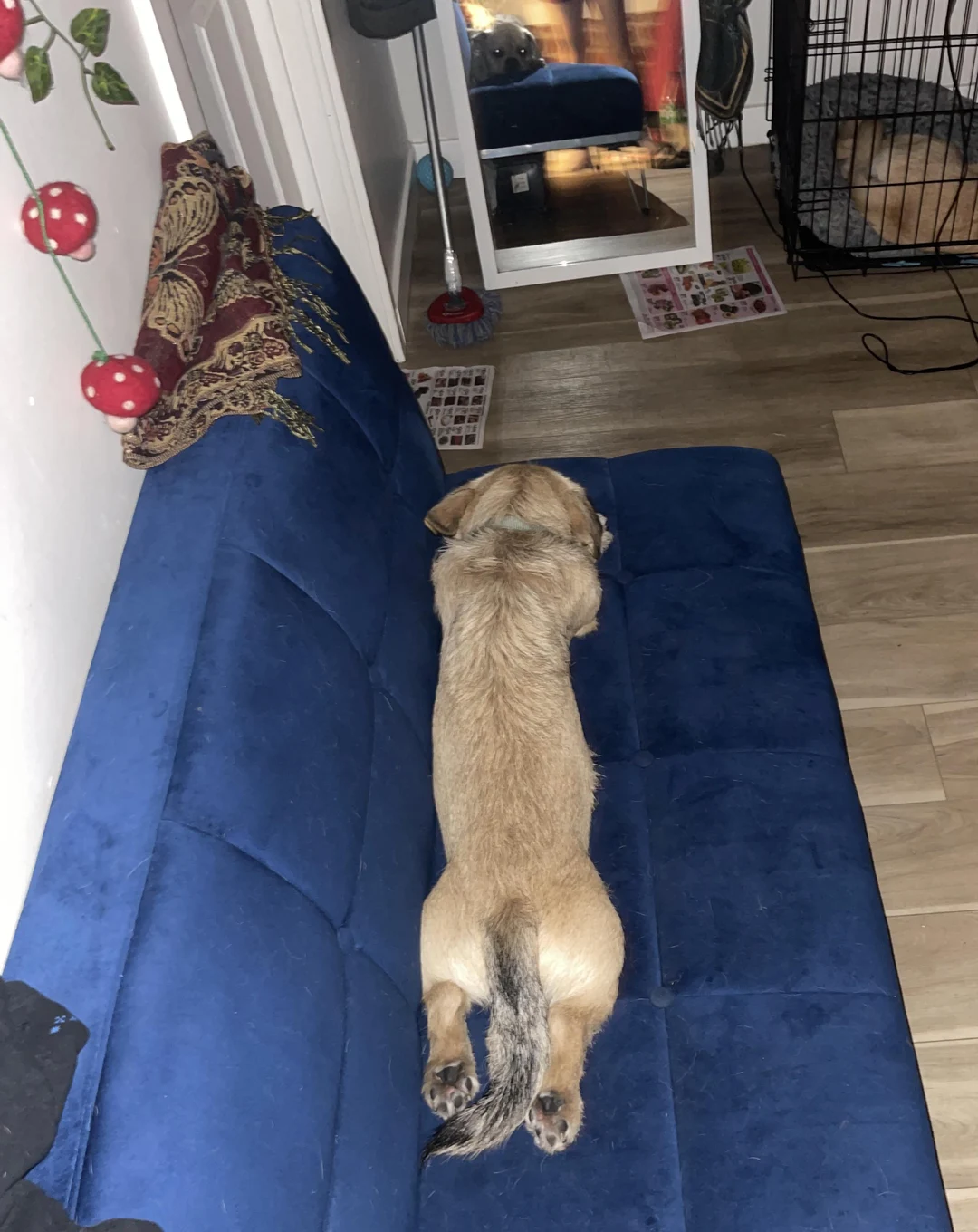 Somehow he’s always watching | Scrolller