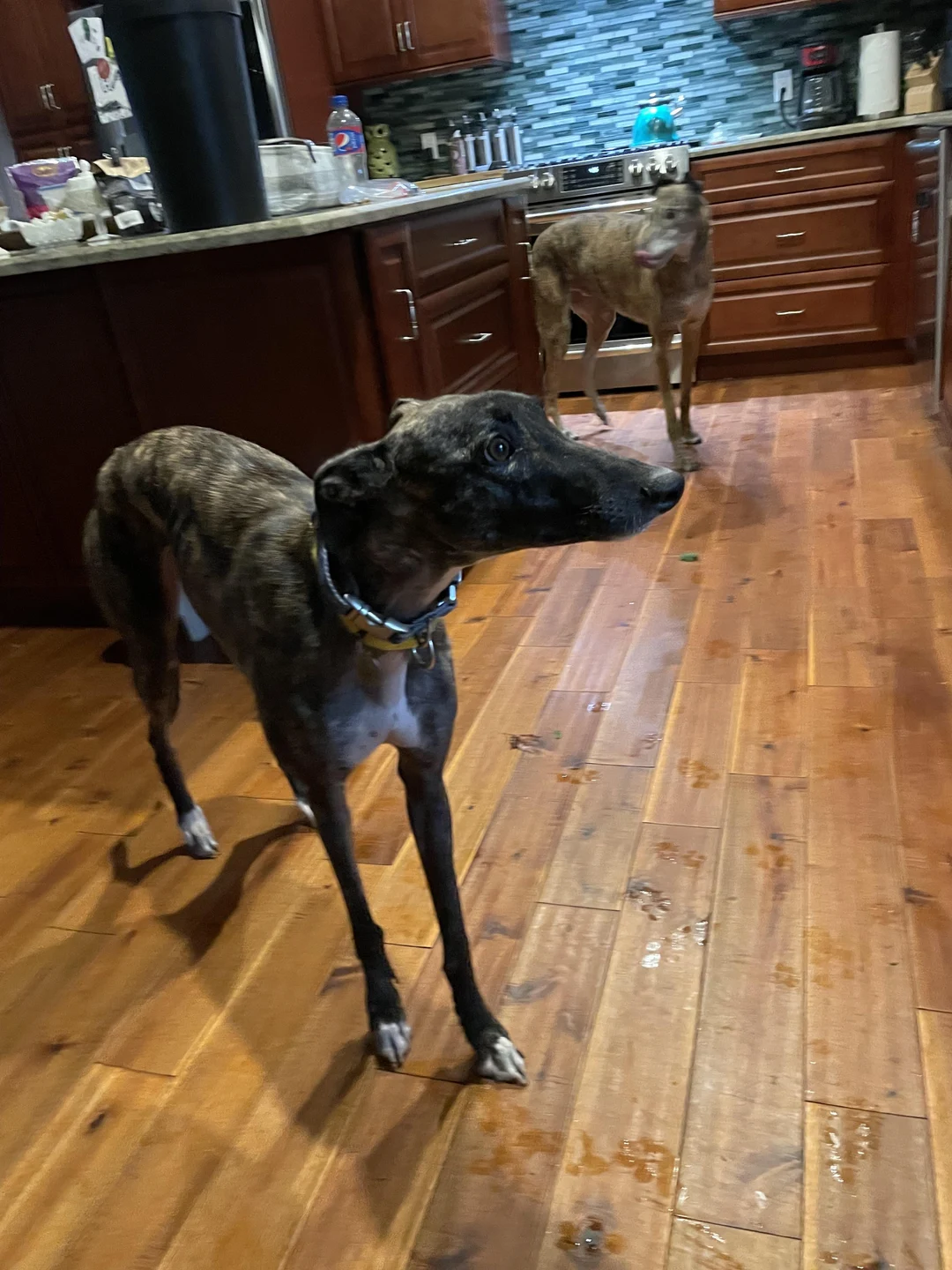 My new foster girl.. | Scrolller